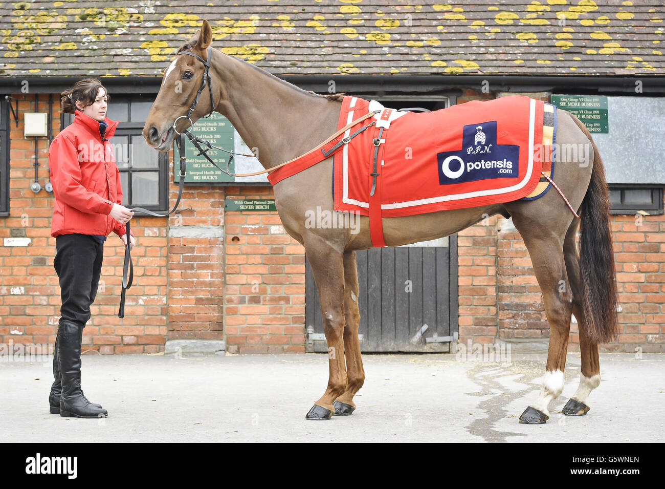 Horse racing paul nicholls stable visit manor farm stables hi-res stock ...