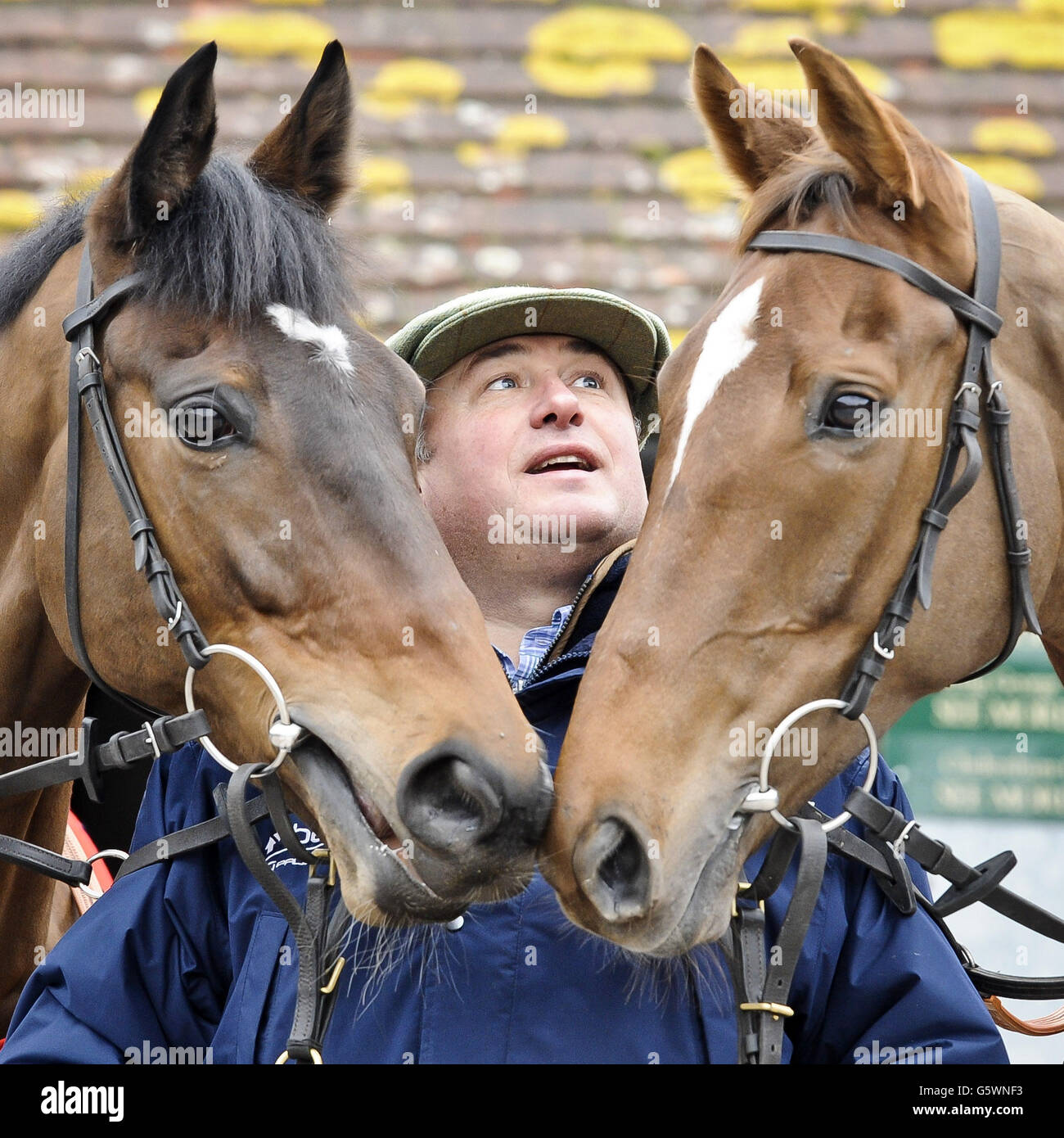 Horse racing paul nicholls stable visit manor farm stables hi-res stock ...