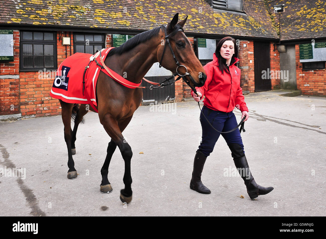 Horse racing paul nicholls stable visit manor farm stables hi-res stock ...