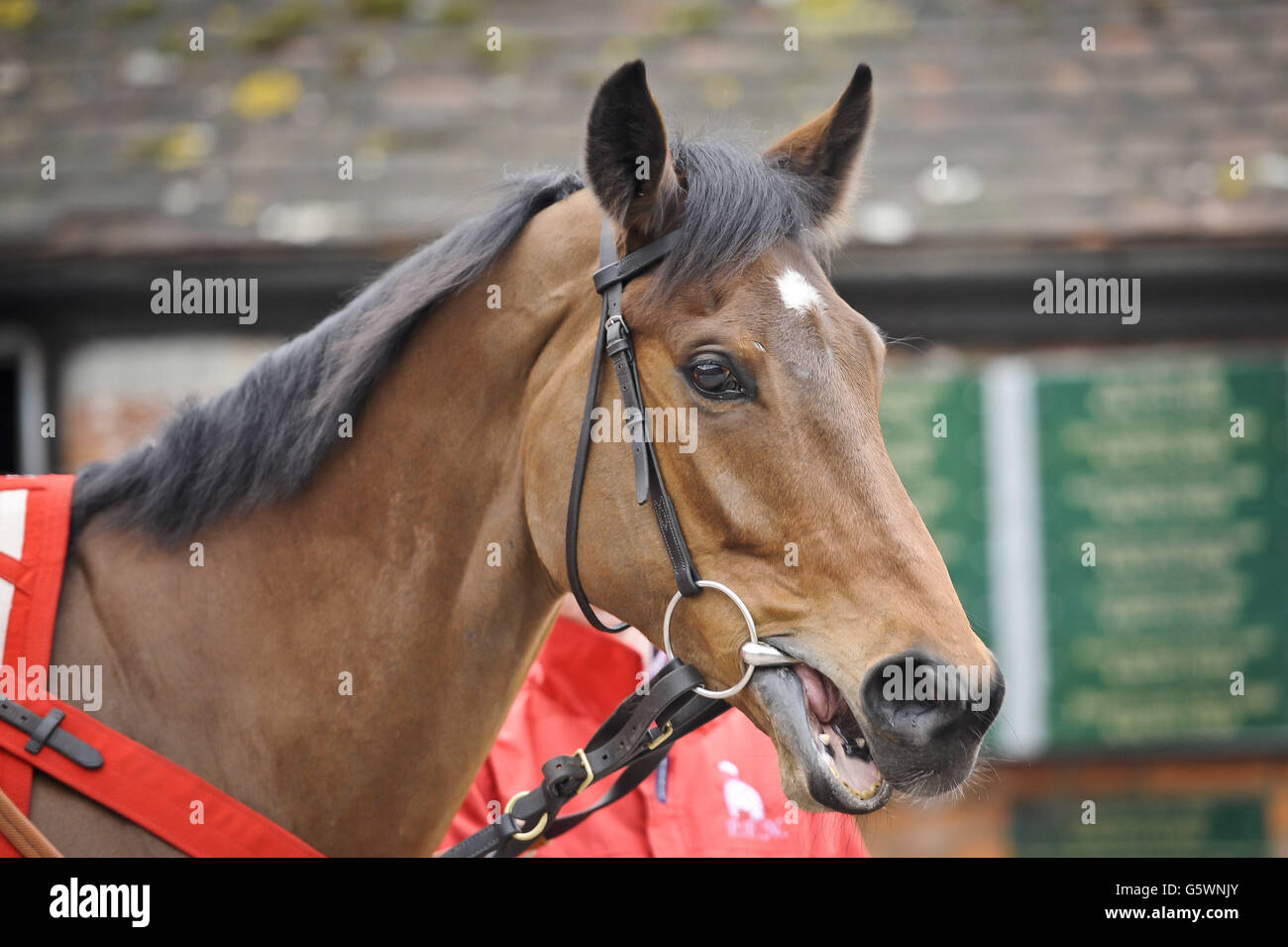 Horse racing paul nicholls stable visit manor farm stables hi-res stock ...
