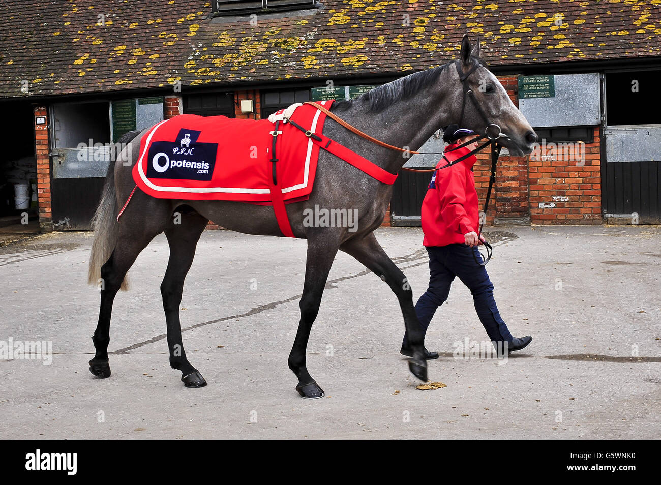 Unioniste visit to paul nicholls manor farm stables hi-res stock ...