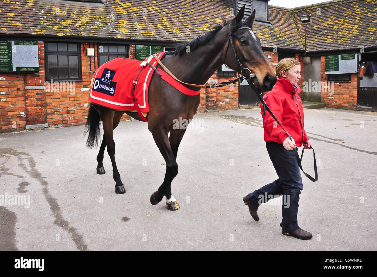 Horse Racing - Paul Nicholls Stable Visit - Manor Farm Stables Stock ...