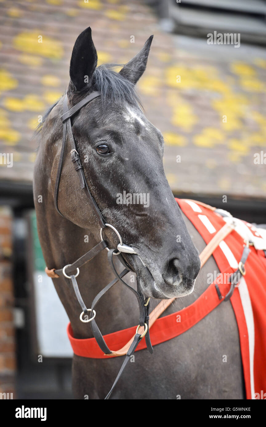 Horse Racing - Paul Nicholls Stable Visit - Manor Farm Stables. Saphir ...