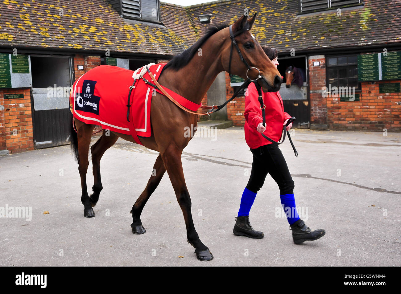 Horse racing paul nicholls stable visit manor farm stables hi-res stock ...