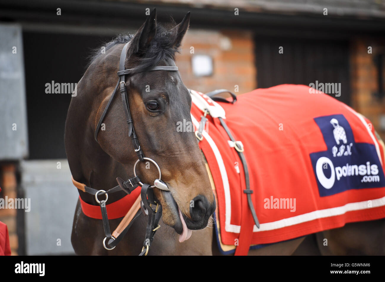 Horse Racing - Paul Nicholls Stable Visit - Manor Farm Stables. Ptit ...