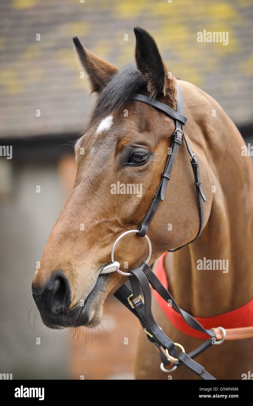Horse Racing - Paul Nicholls Stable Visit - Manor Farm Stables Stock ...