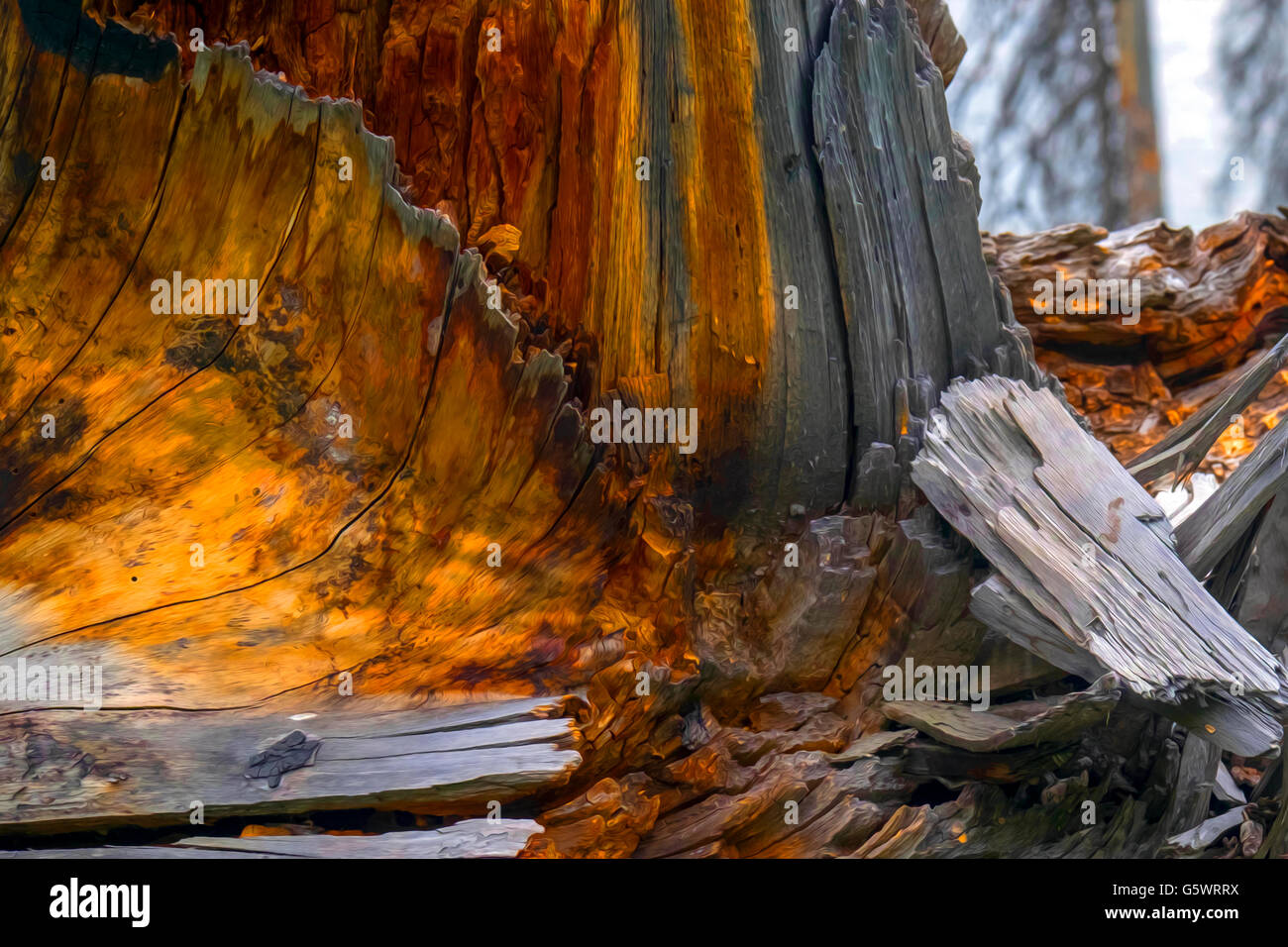 Fallen fiery burn tree on the Jenny Lake Trail, Wyoming, USA with a ...