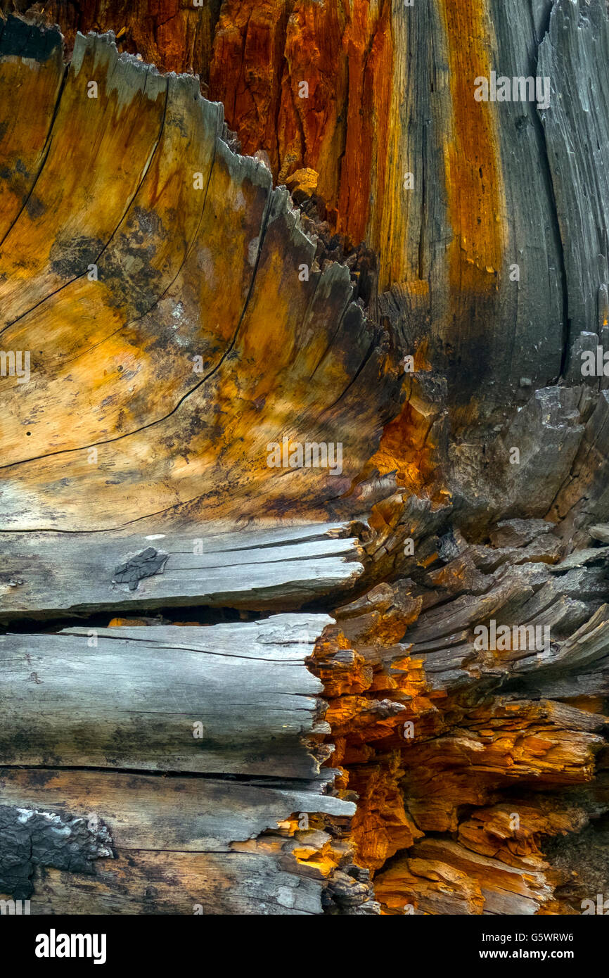 Burn tree hi-res stock photography and images - Alamy