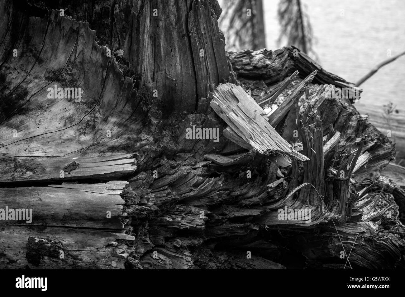Walking on fallen tree Black and White Stock Photos & Images - Alamy