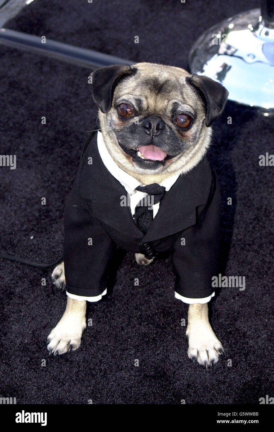 Celebrity dog, Mushu at the Mann's Village and Bruin Theaters in Los ...