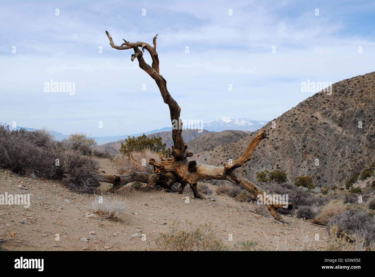 dead tree in the desert, Joshua Tree national park Stock Photo - Alamy