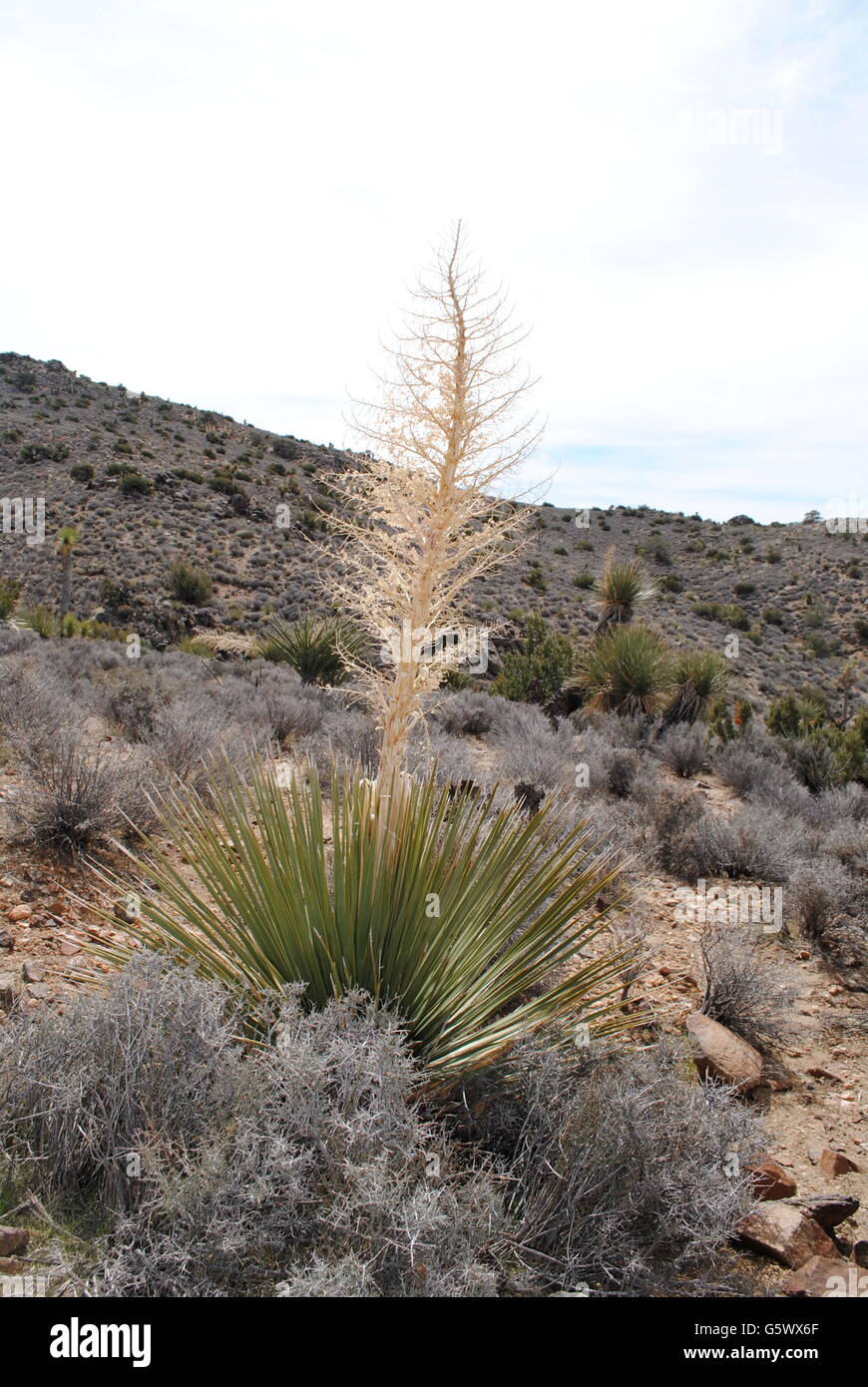 Tall yucca plant hi-res stock photography and images - Alamy