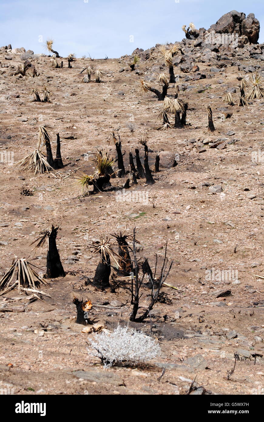 Burned joshua tree hi-res stock photography and images - Alamy