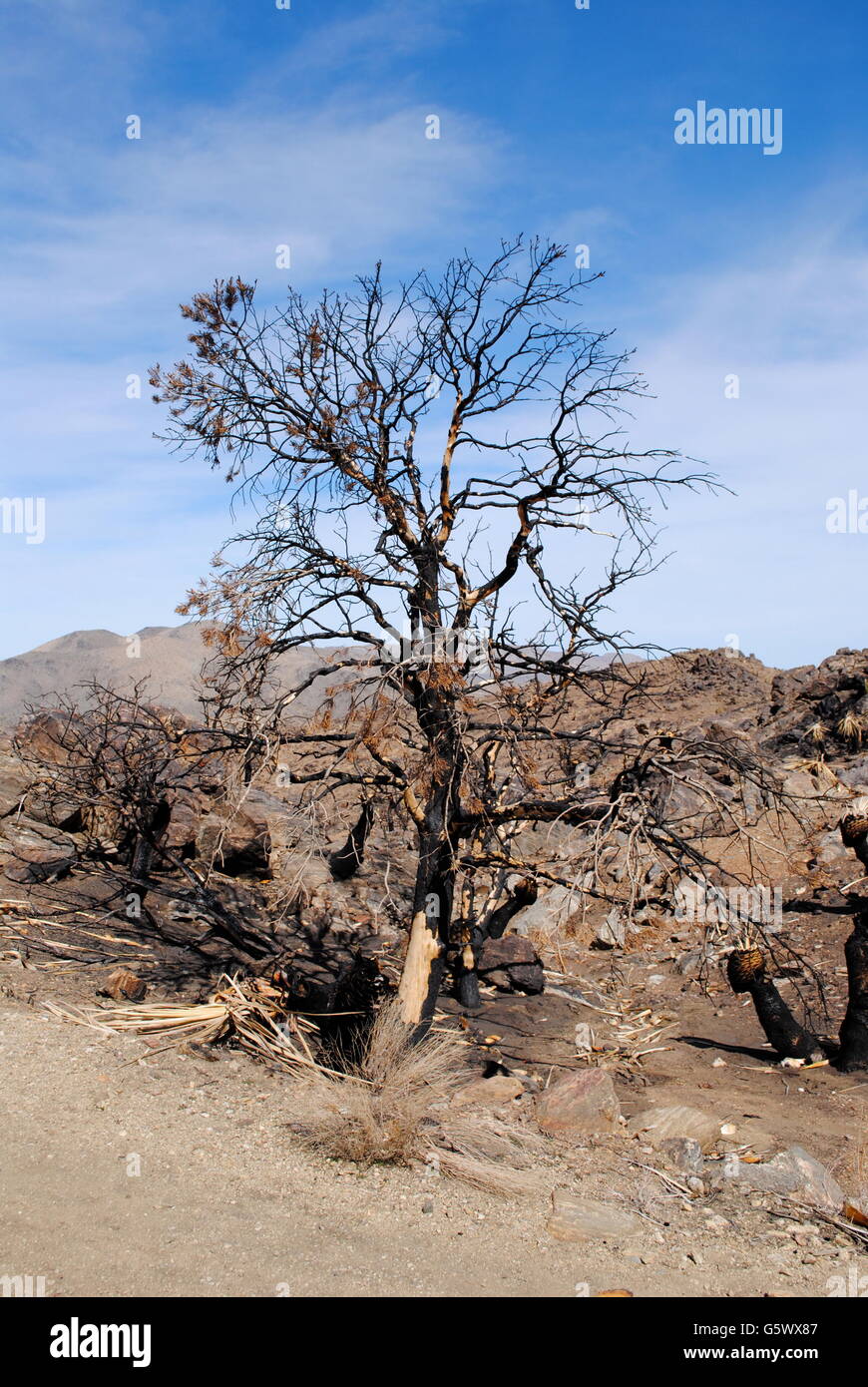 burned tree, Joshua Tree National Park Stock Photo - Alamy
