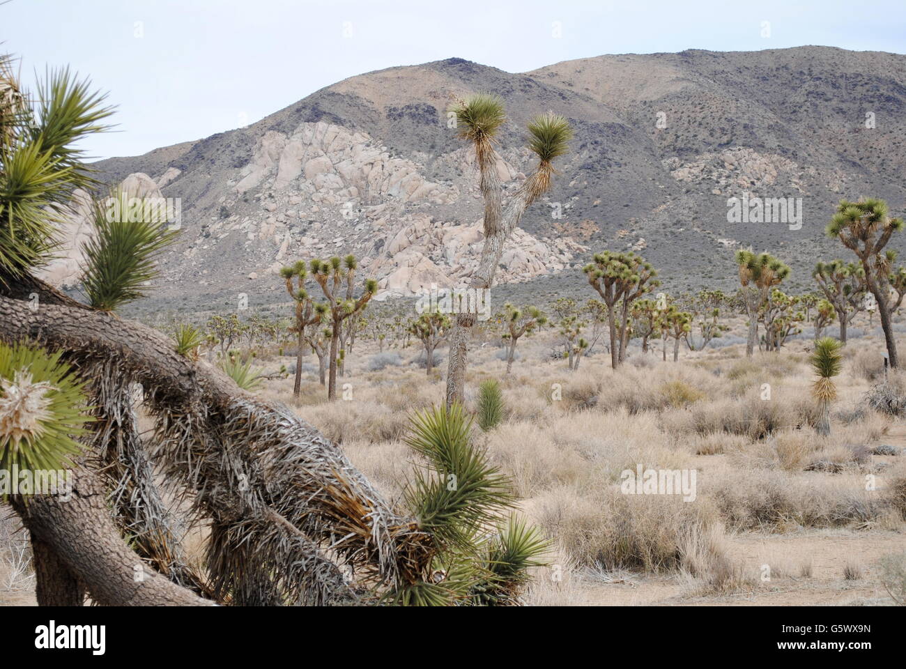Joshua trees joshua tree national park hi-res stock photography and ...