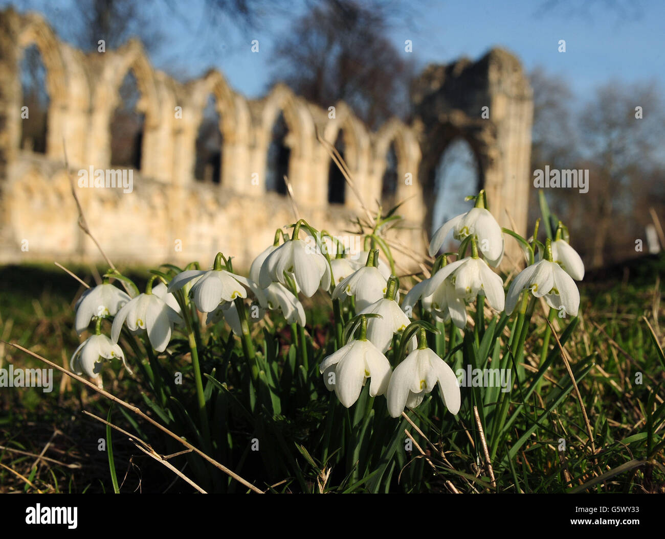 Snowdrops on display near the ruins of St Mary's Abbey in the Museum ...