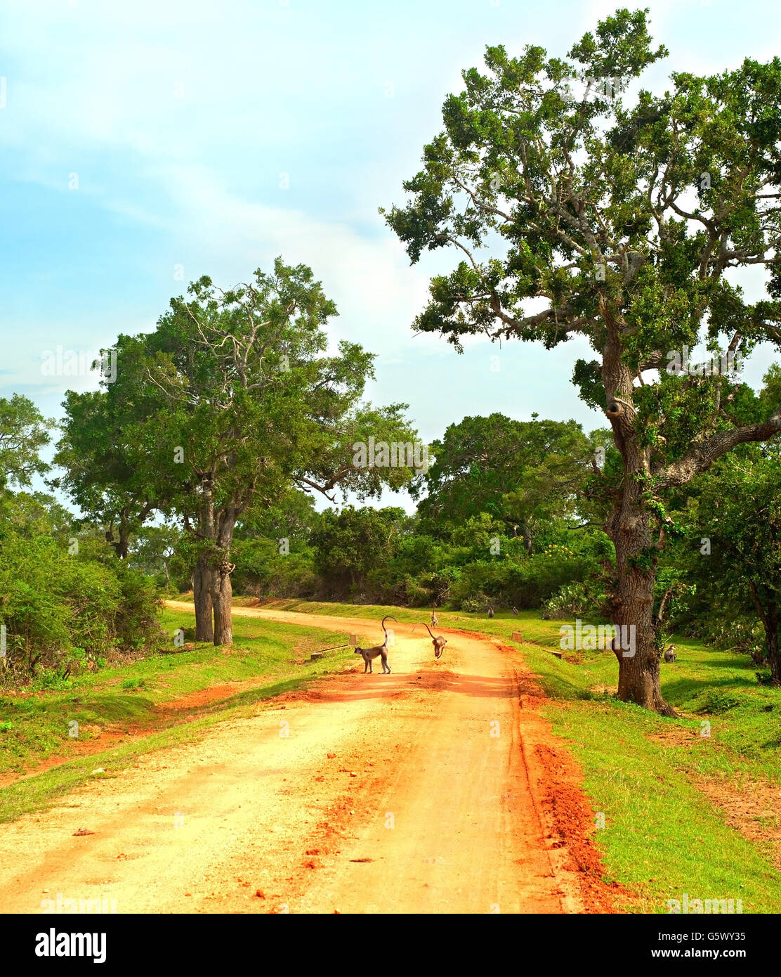Animal Monkey Sri Lanka High Resolution Stock Photography and Images ...