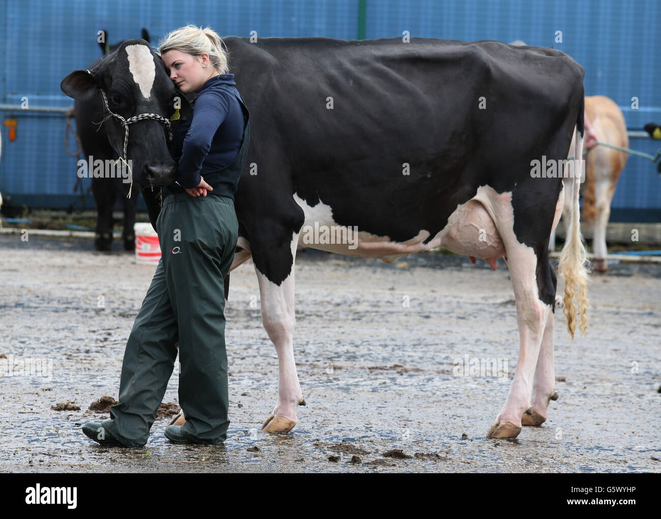 A farmer waits to wash her cow ahead of the Royal Highland Show being ...
