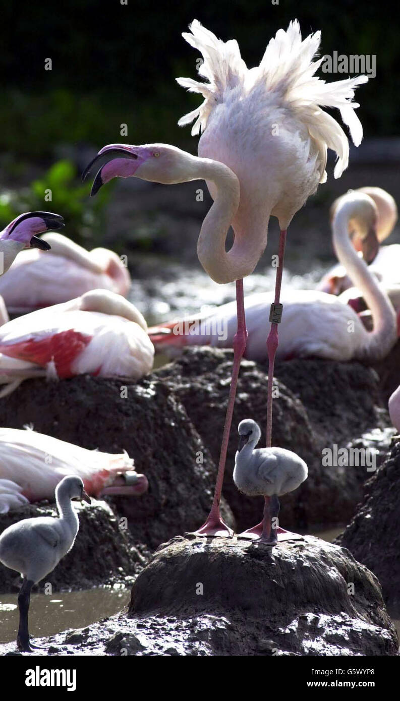 Two of three Greater Flamingo chicks, the first of the breeding season ...