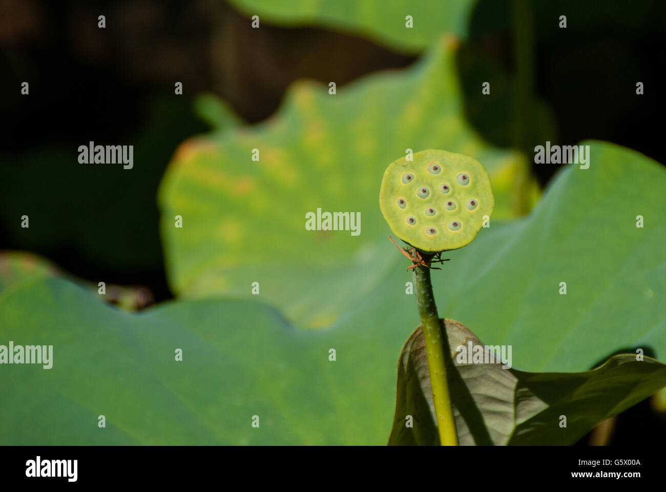 Green lotus seed pod Stock Photo - Alamy