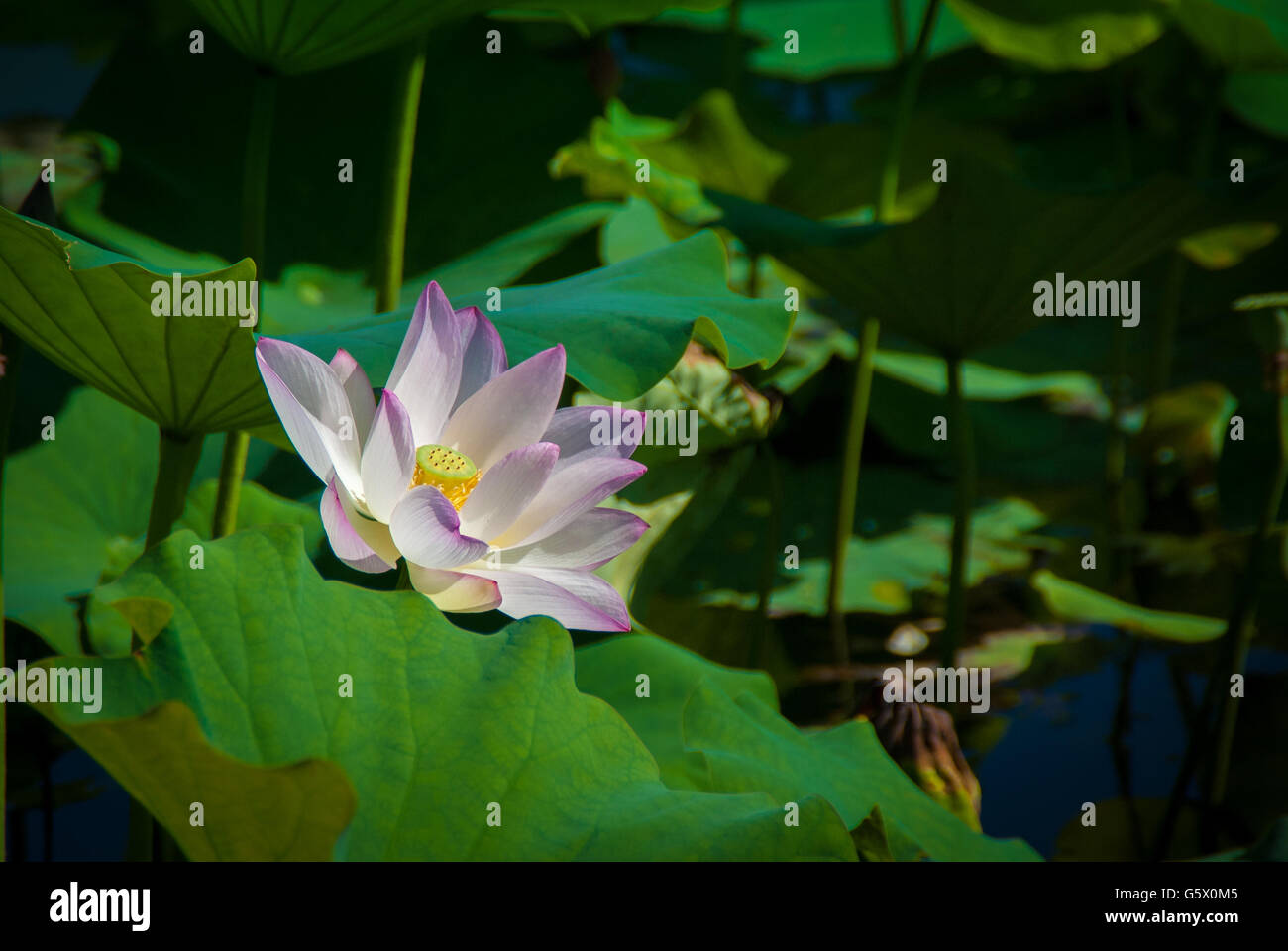 A light pink lotus flower Stock Photo - Alamy
