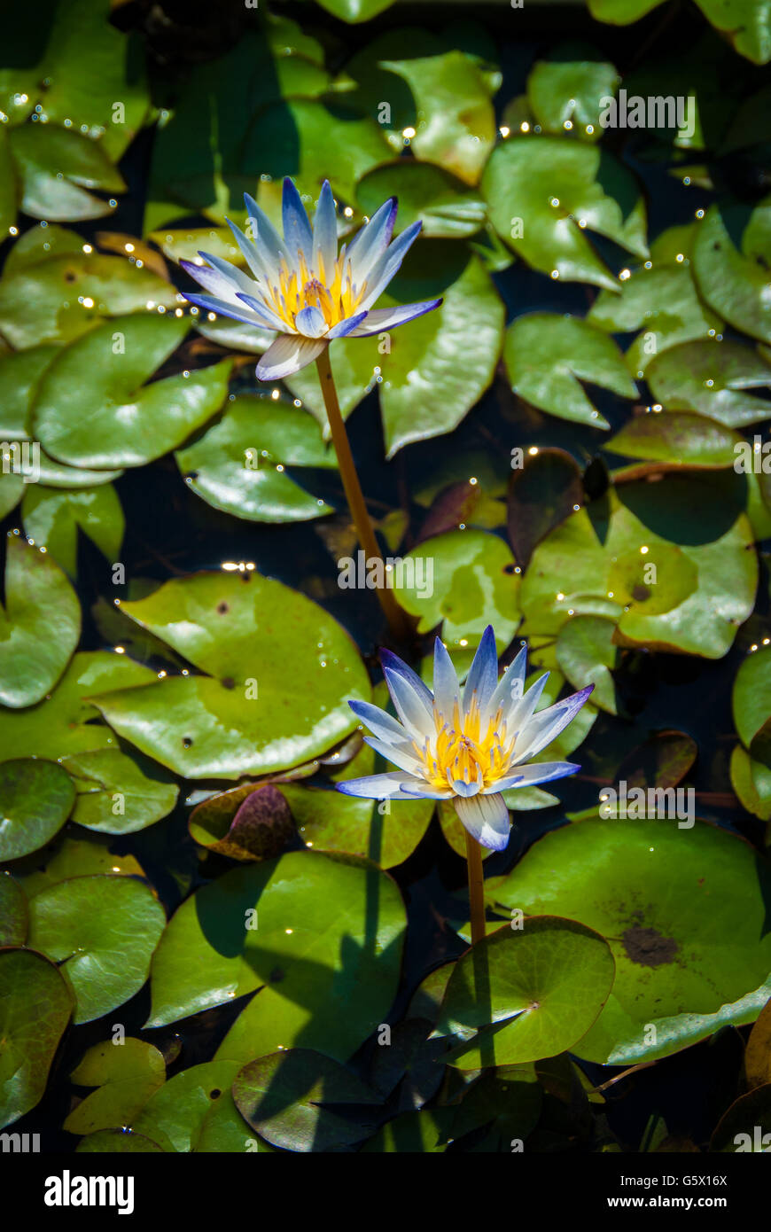 Yellow pond lilies hi-res stock photography and images - Alamy