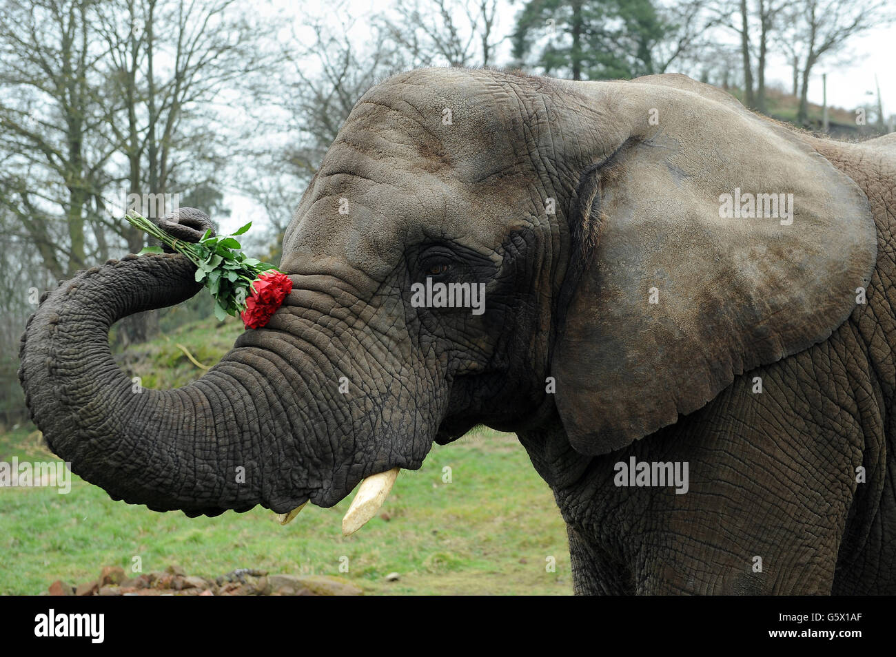 Five elephant plays bunch roses west midlands safari park hi-res stock ...