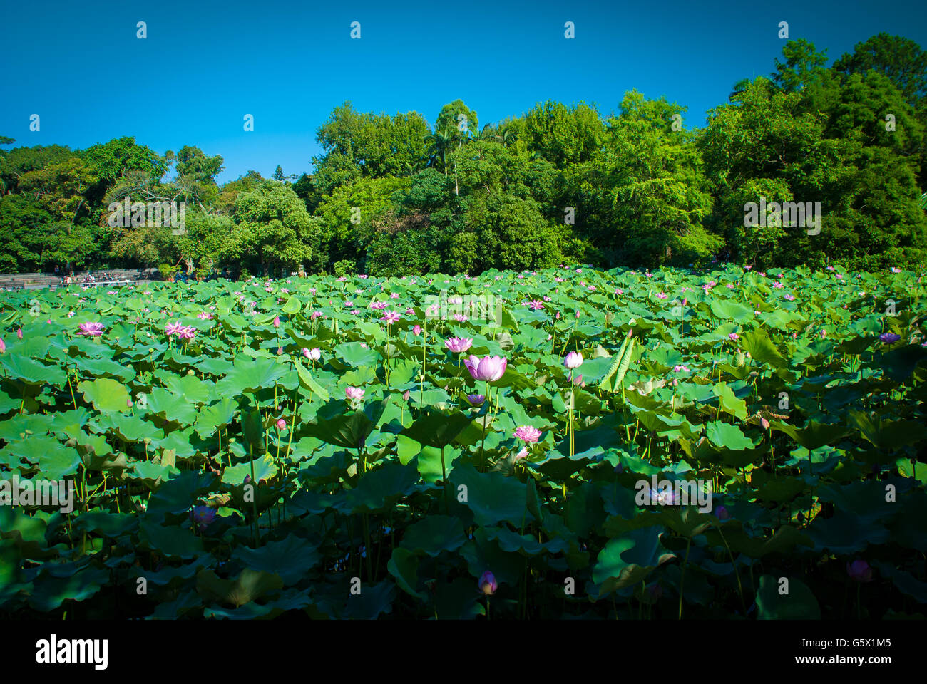 Lotus flowers in a pond Stock Photo - Alamy