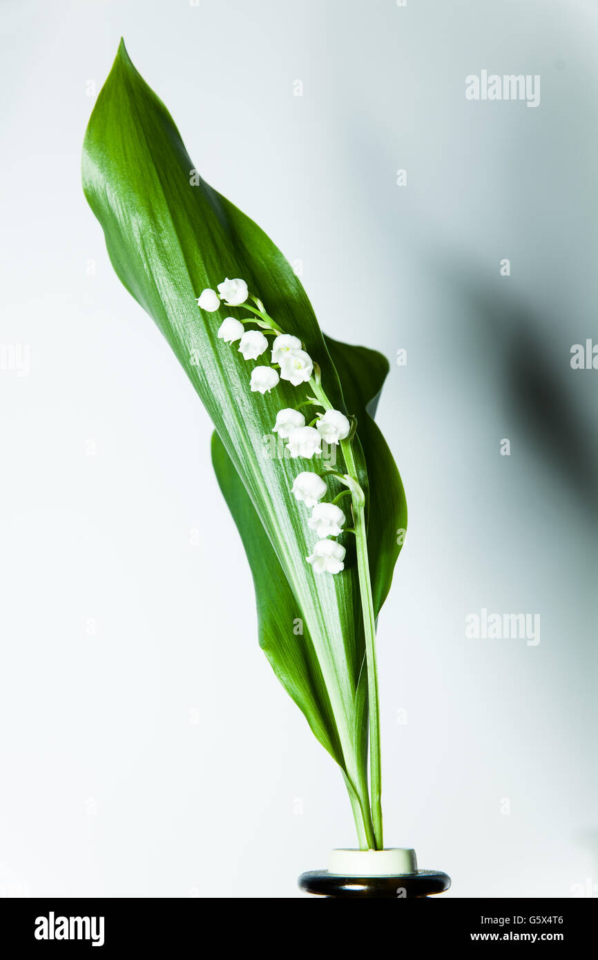 lily of the valley with 13 bells lucky Stock Photo - Alamy