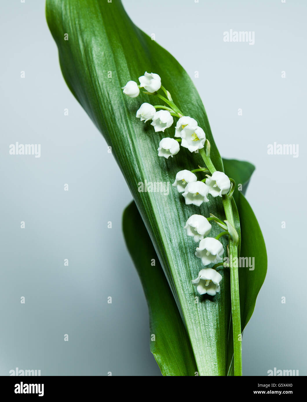 lily of the valley with 13 bells lucky Stock Photo - Alamy