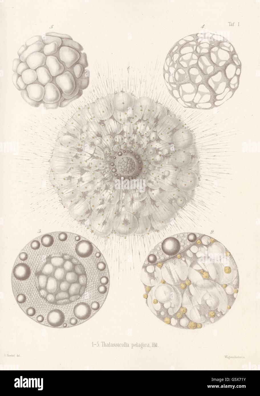 zoology / animals, radiolarian (Radiolaria), 1-5 Thalassicolla pelagica ...