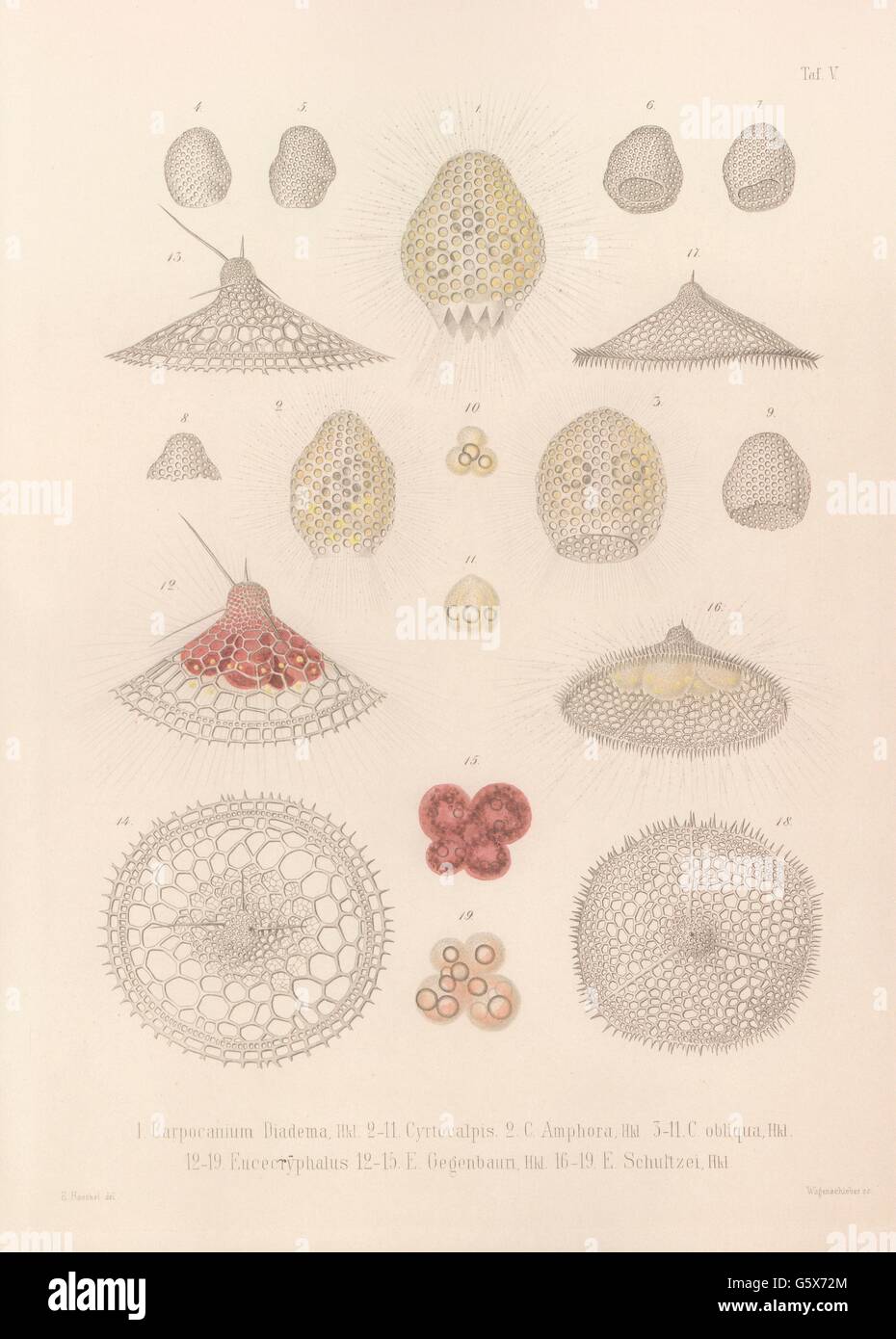 zoology / animals, radiolarian (Radiolaria), 1 Carpocanium diadema, 2 ...