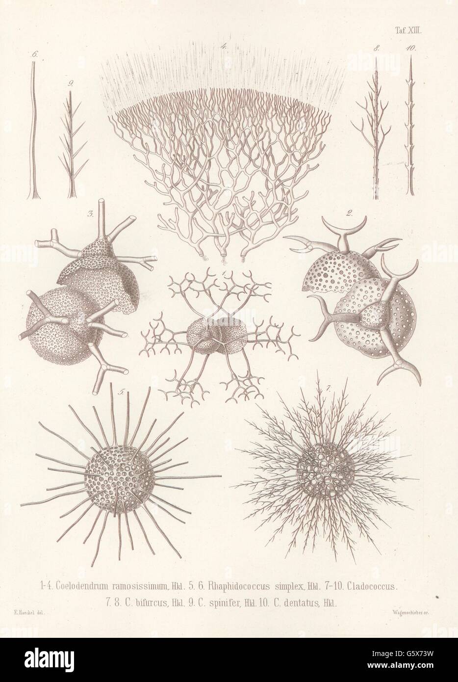 Ernst haeckel, radiolaria hi-res stock photography and images - Alamy