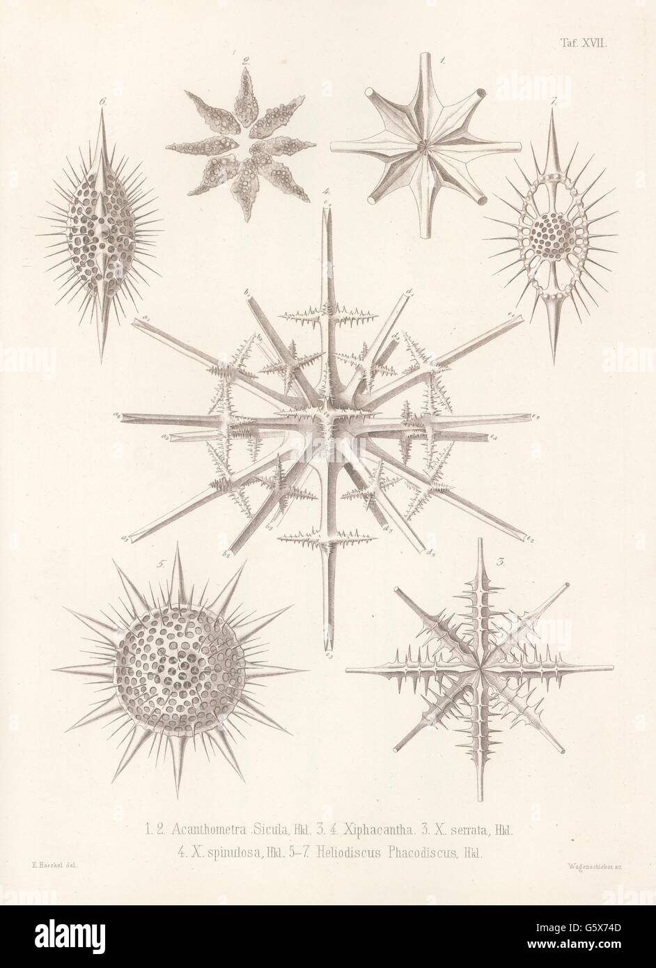 zoology / animals, radiolarian (Radiolaria), 1-2 Acanthpmetra sicula, 3 ...