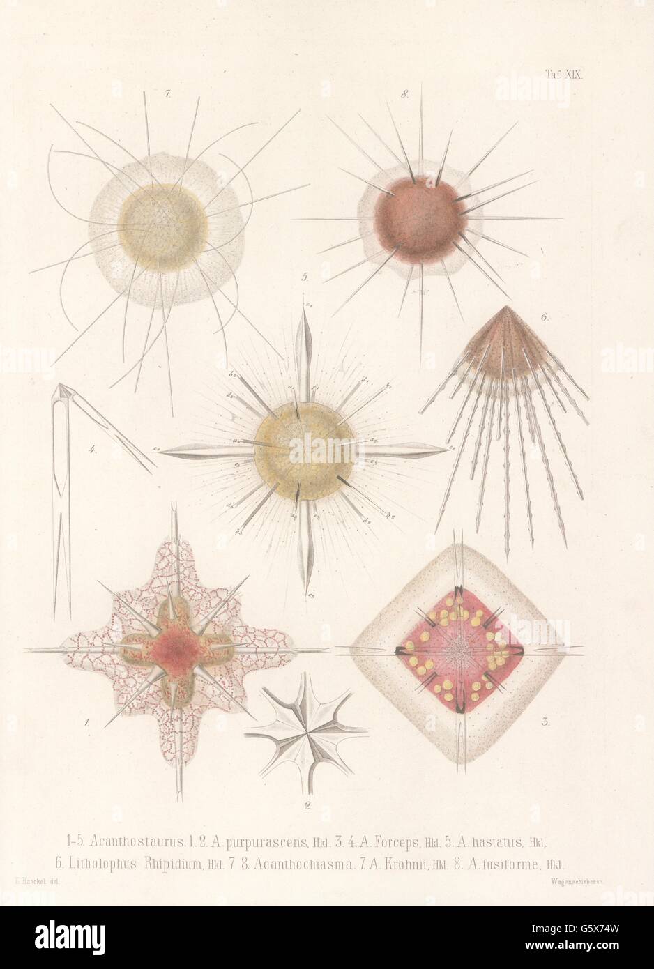 zoology / animals, radiolarian (Radiolaria), 1-2 Acanthostaurus ...