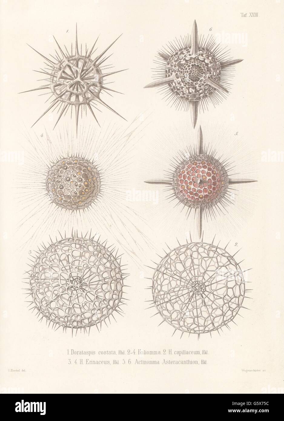 zoology / animals, radiolarian (Radiolaria), 1 Dorataspis costata, 2 ...