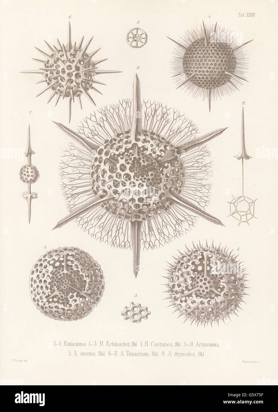 zoology / animals, radiolarian (Radiolaria), 1-3 Haliomma echinaster, 4 ...