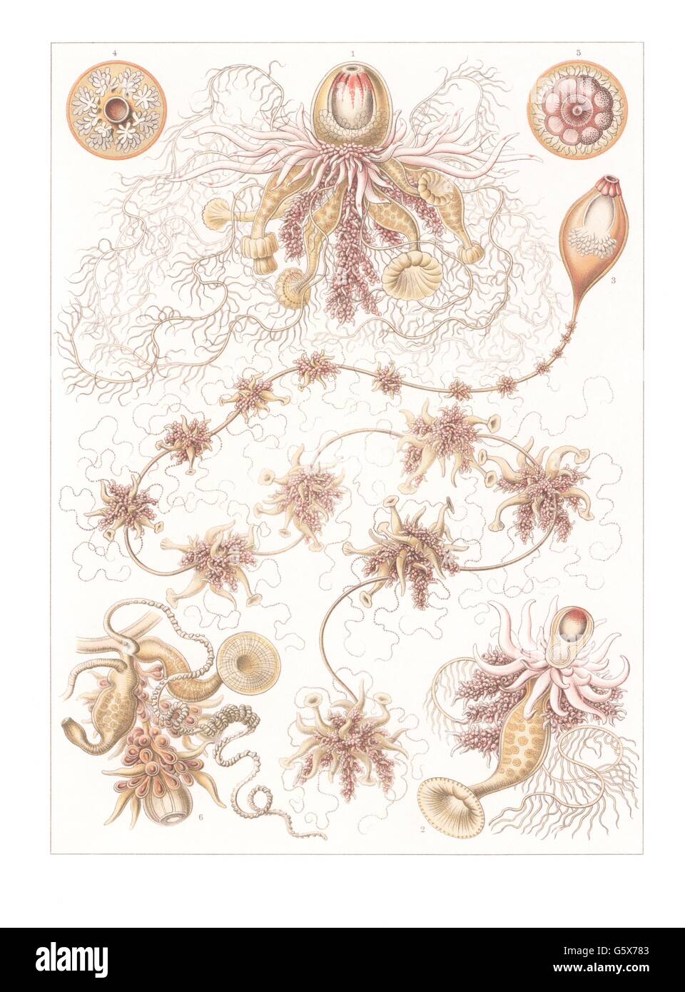 zoology / animals, cnidaria, siphonophores (Siphonophorae), colour ...