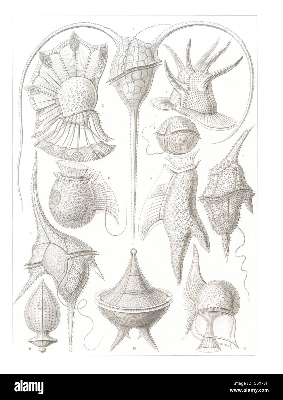 Dinoflagellata hi-res stock photography and images - Alamy
