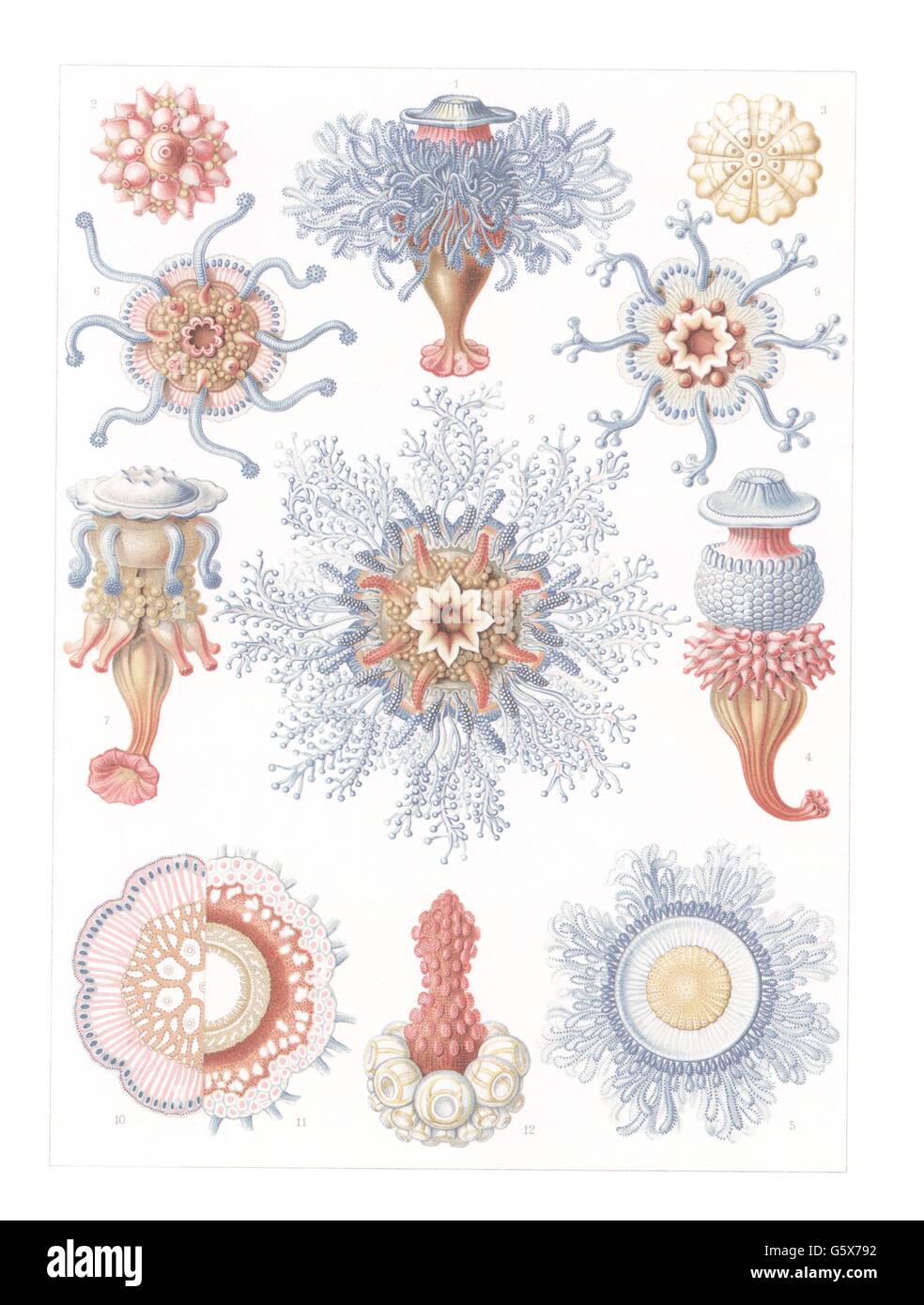 Siphonophorae by ernst haeckel hi-res stock photography and images - Alamy