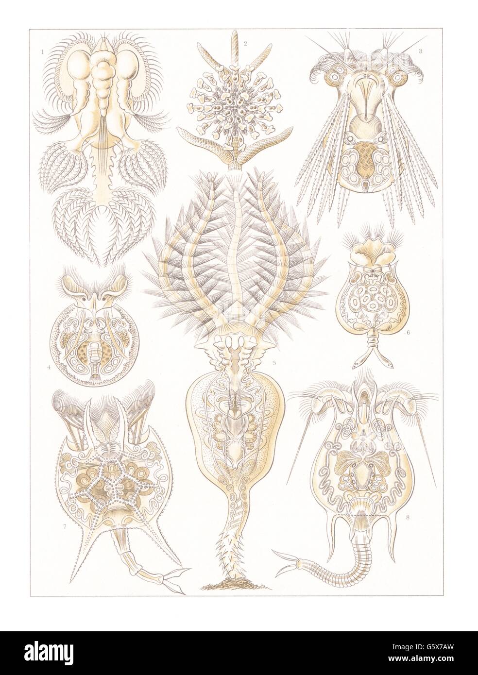 zoology / animals, platyzoa, rotifers (Rotifera), colour lithograph ...