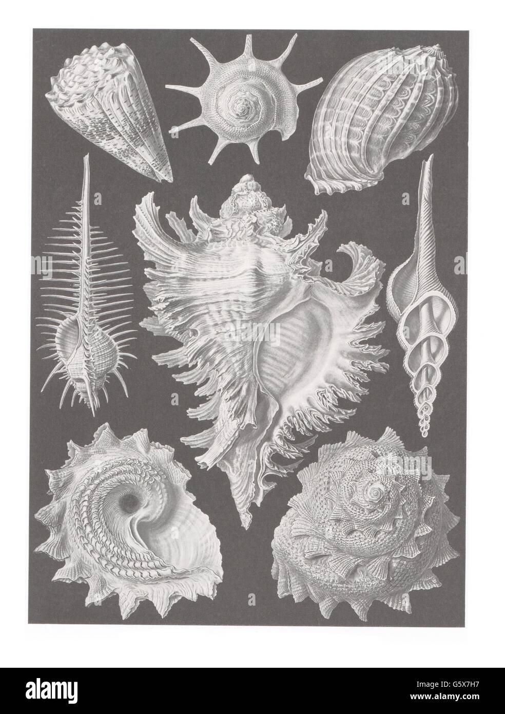 Prosobranchs hi-res stock photography and images - Alamy