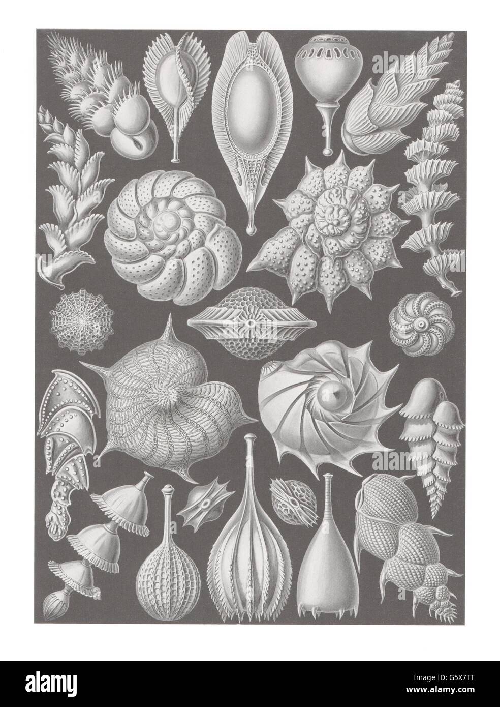 Foraminifera or foraminiferans hi-res stock photography and images - Alamy
