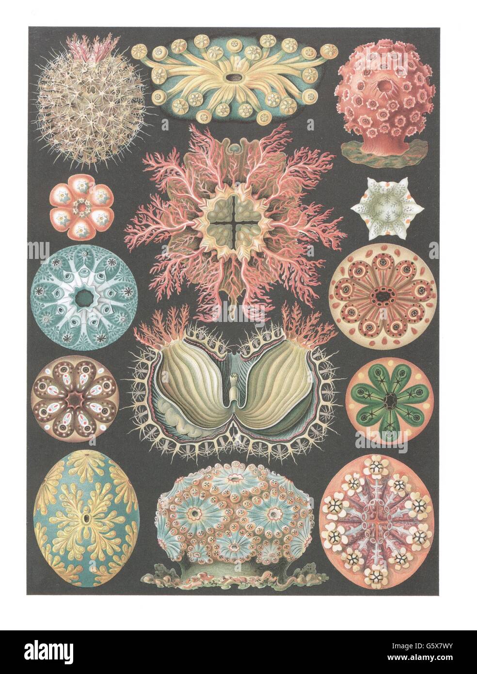 zoology / animals, tunicates, sea squirts (Ascidiae), colour lithograph ...