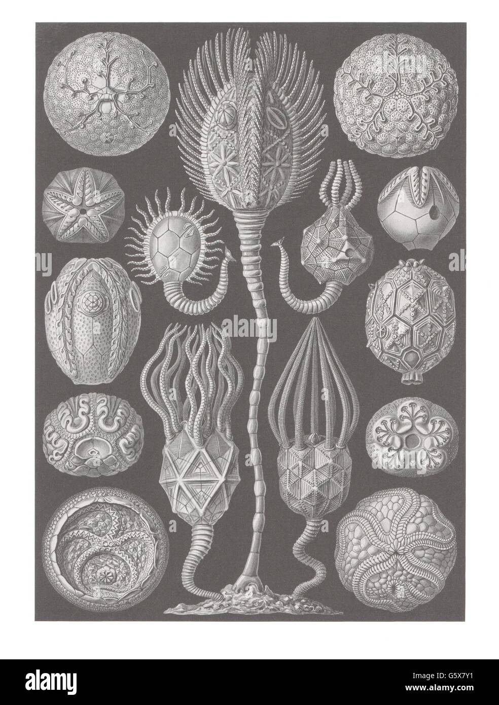 zoology / animals, echinoderms, cystoids(Cystoidea), colour lithograph ...