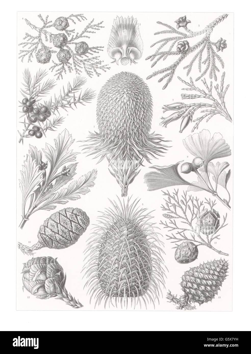botany, gymnosperms, conifers (Coniferales), colour lithograph, out of ...
