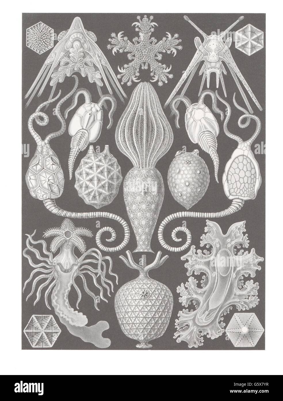 Cystoidea hi-res stock photography and images - Alamy