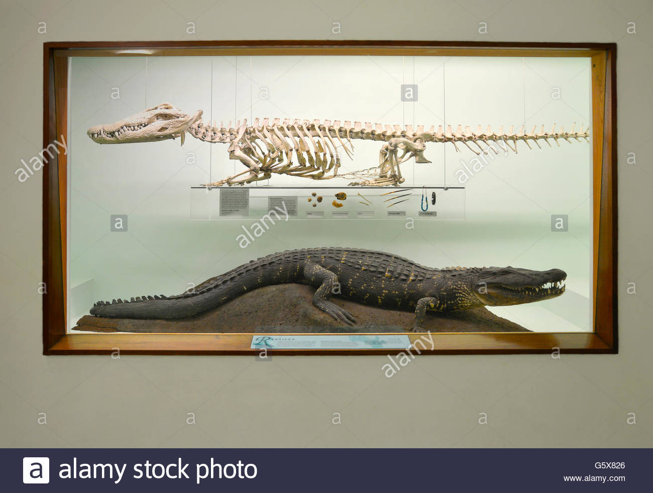 Alligator Skeleton Stock Photos & Alligator Skeleton Stock Images - Alamy