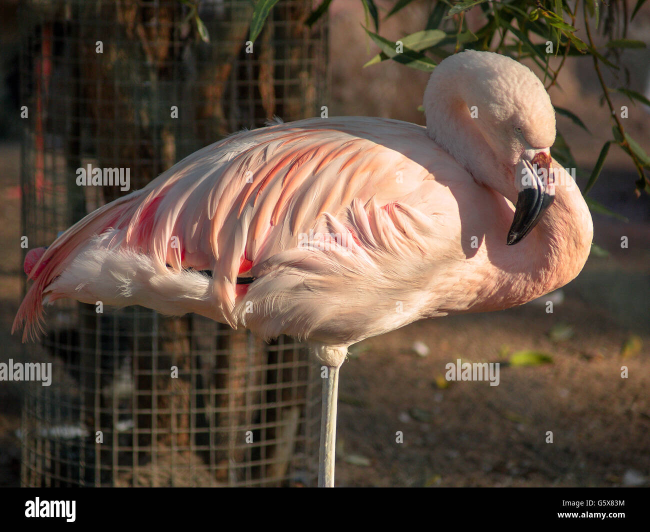 Flamingo one leg hi-res stock photography and images - Alamy