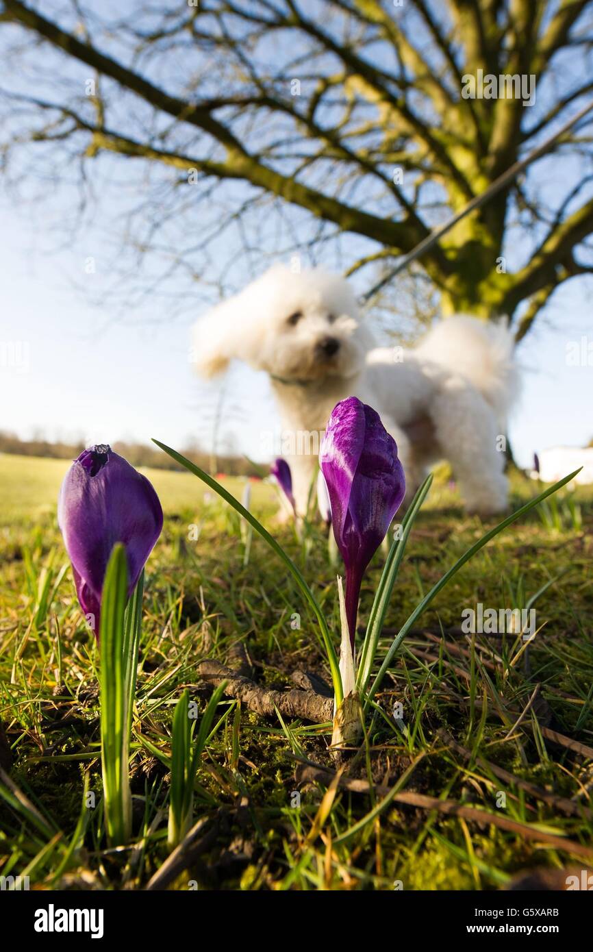 Spring flowers start bloom on stray hi-res stock photography and images ...